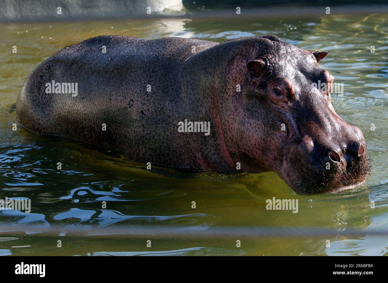 An 8-year-old male hippopotamus emerges from the pool in his new home ...
