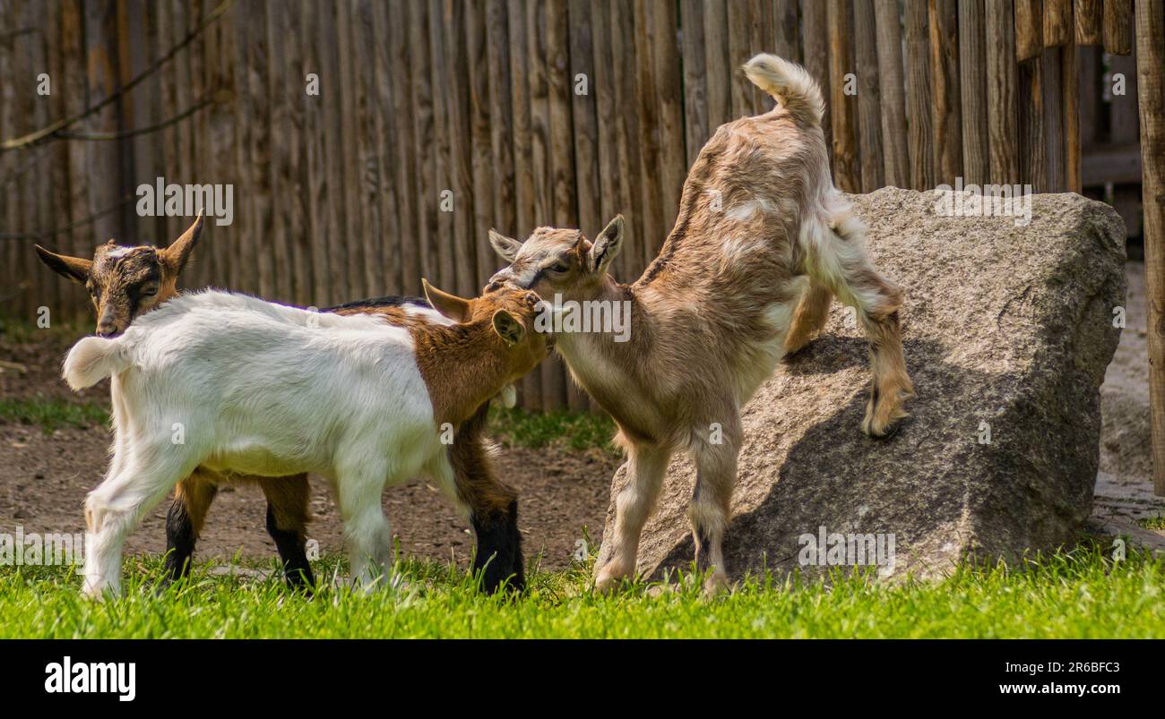 Animals domesticated, goat, goats Stock Photo - Alamy