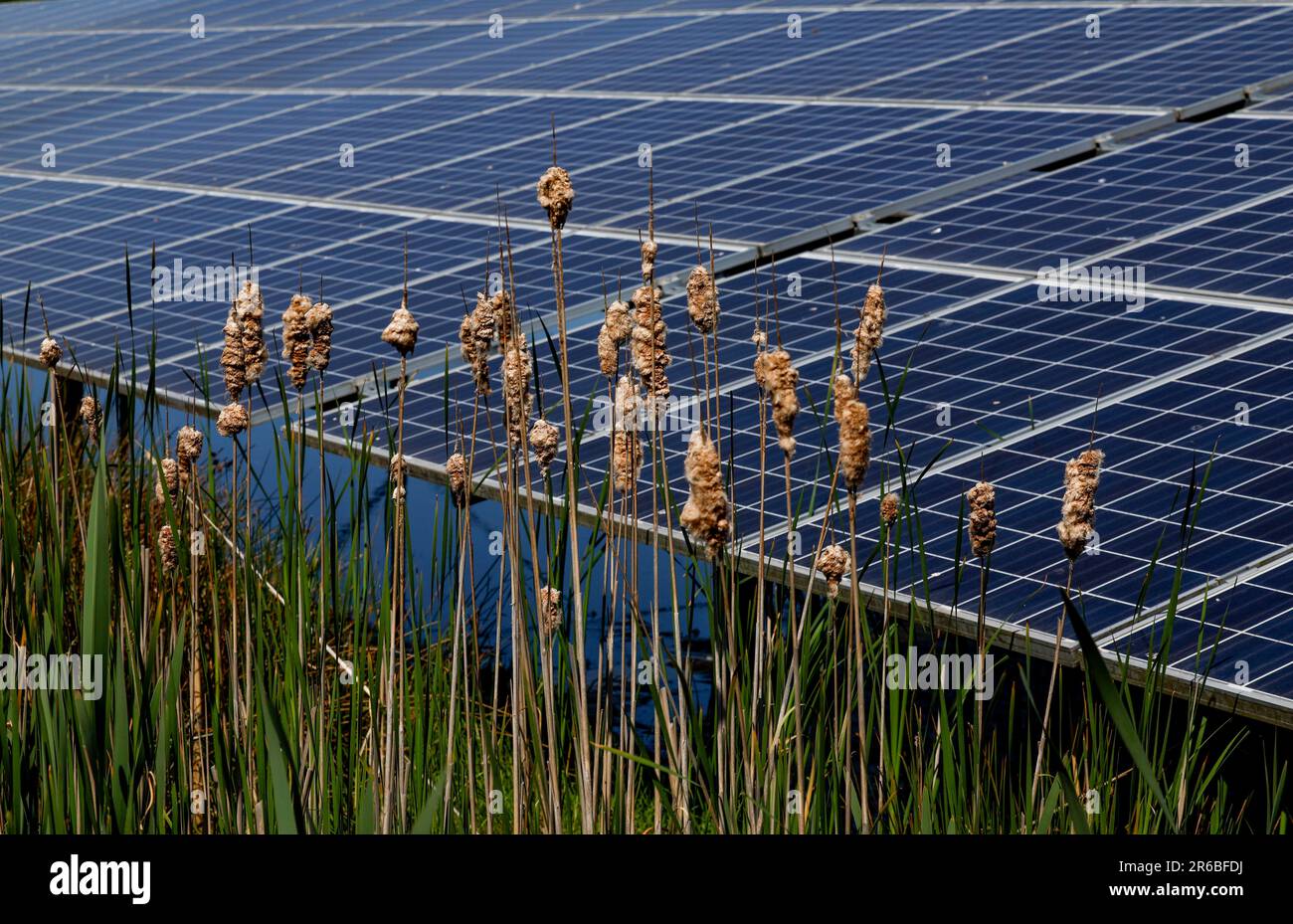 Klein Rheide, Germany. 08th June, 2023. Reed grows in a moor area in ...