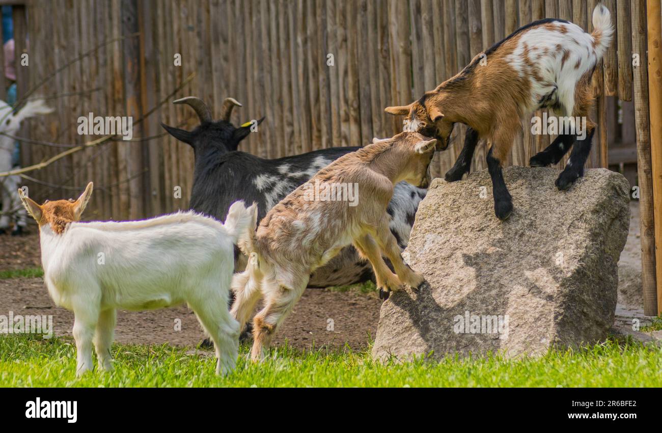 Animals domesticated, goat, goats Stock Photo - Alamy