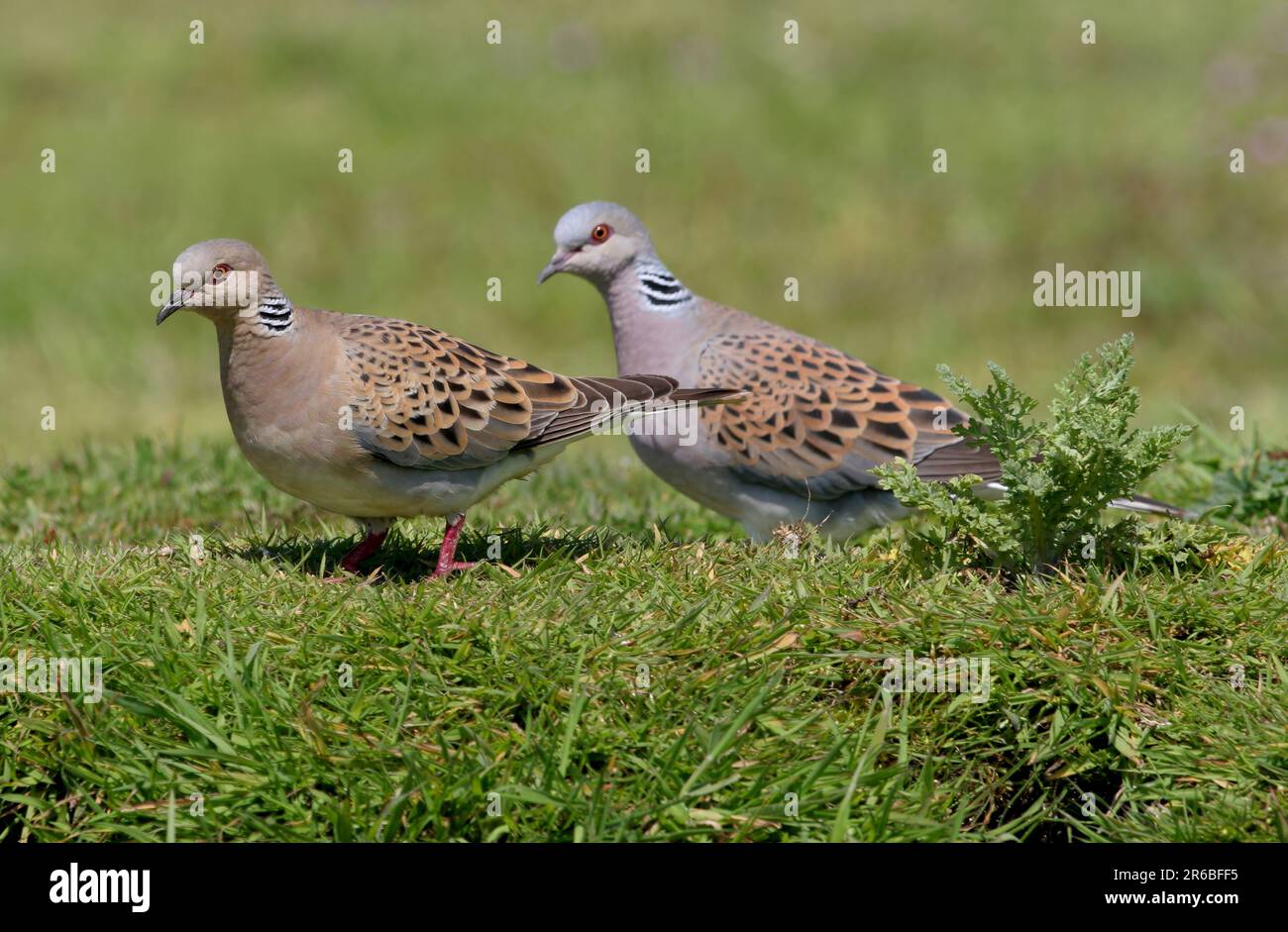 Streptopelia turtur female hi-res stock photography and images - Alamy
