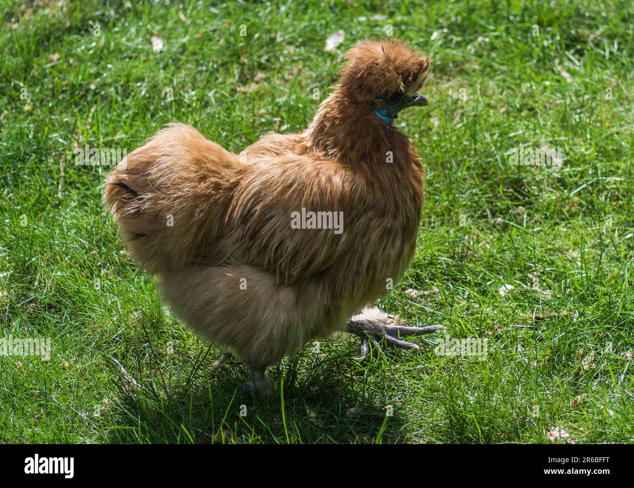 Partridge Silkie Chickens