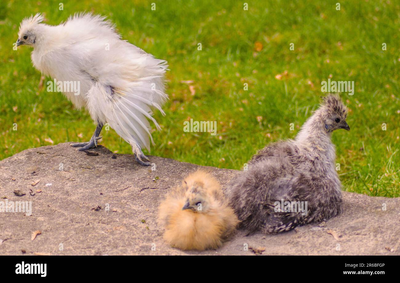Weird looking chicken hi-res stock photography and images - Alamy
