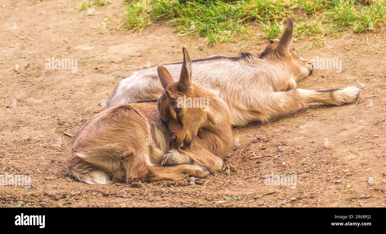 Animals domesticated, goat, goats Stock Photo - Alamy