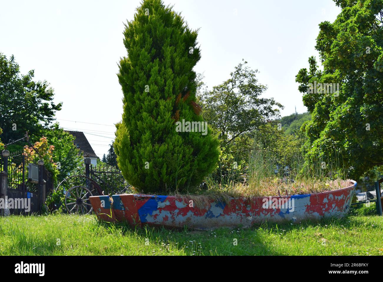 Tree growing in a Boat Stock Photo - Alamy