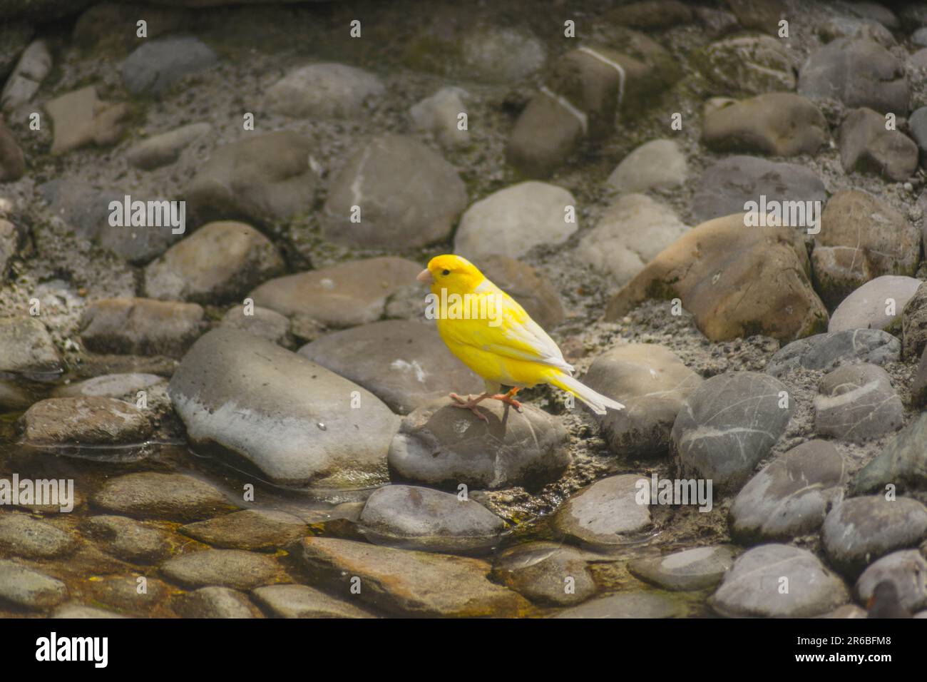 Atlantic canary serinus canaria hi-res stock photography and images - Alamy