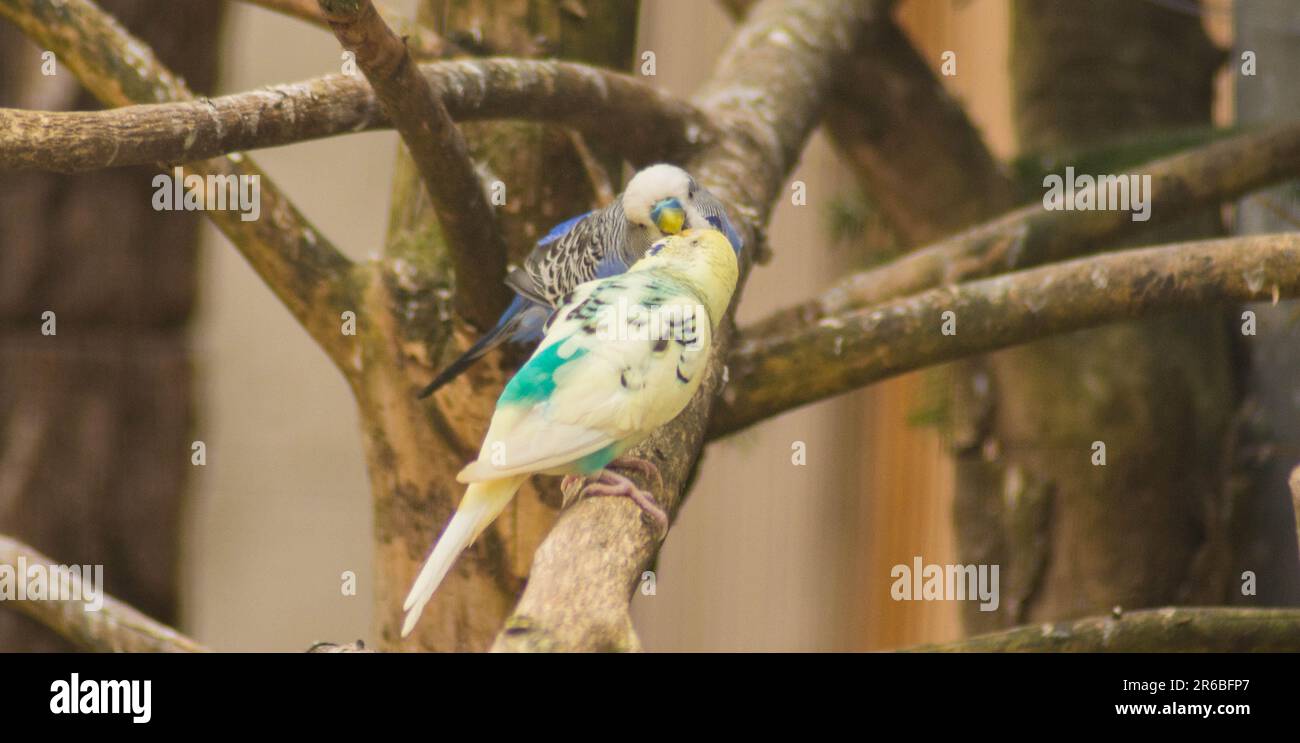 Budgie show hi-res stock photography and images - Alamy