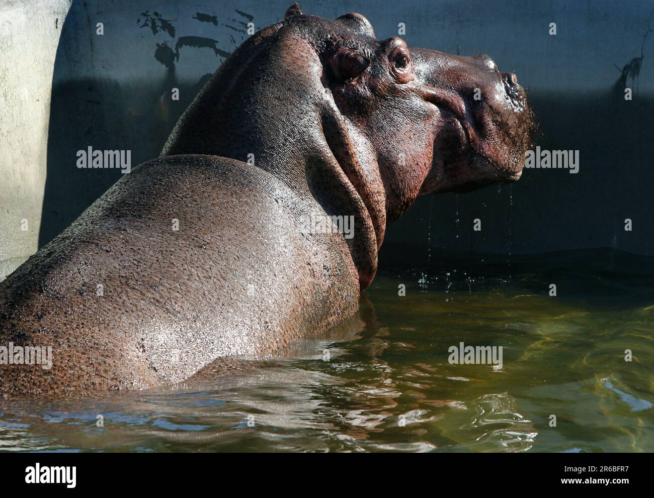 An 8-year-old male hippopotamus emerges from the pool in his new home ...