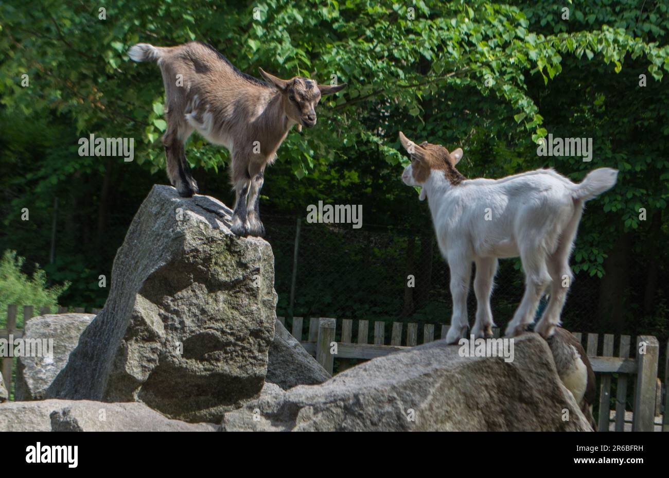 Animals domesticated, goat, goats Stock Photo - Alamy