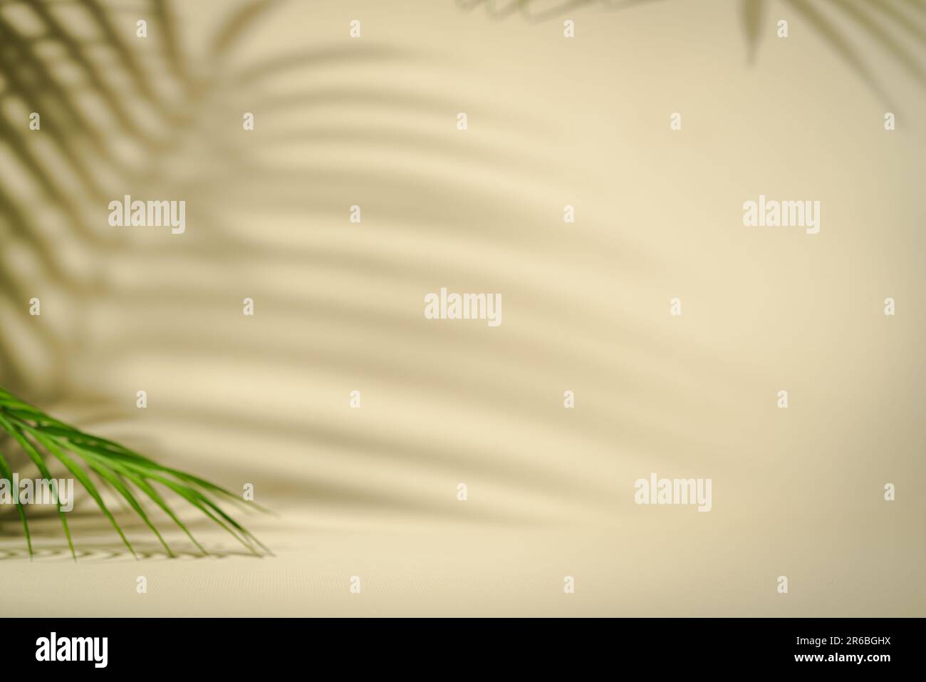 Shadow of tropical leaves Stock Photo - Alamy