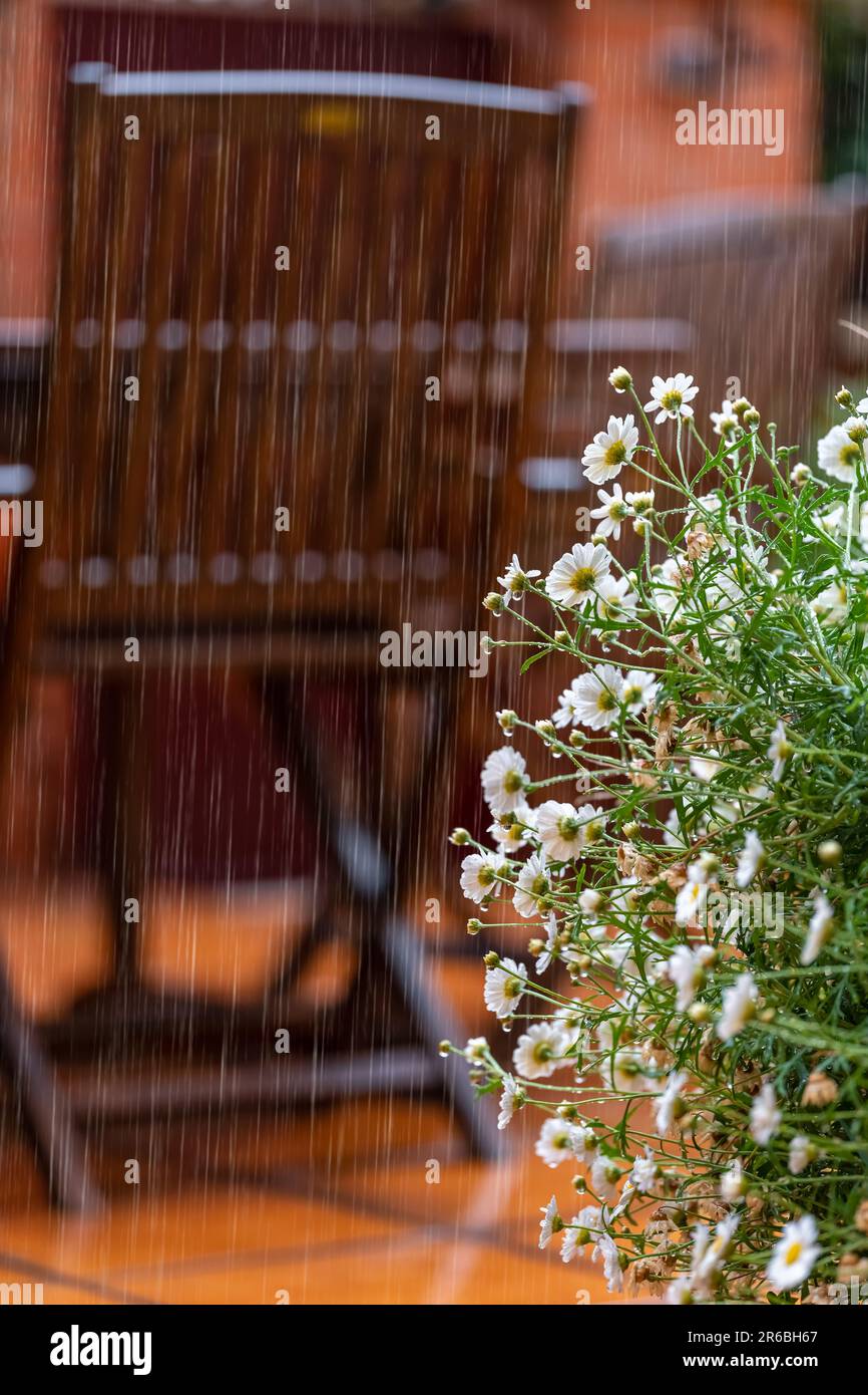 Raindrops falling on garden flowers hi-res stock photography and images ...