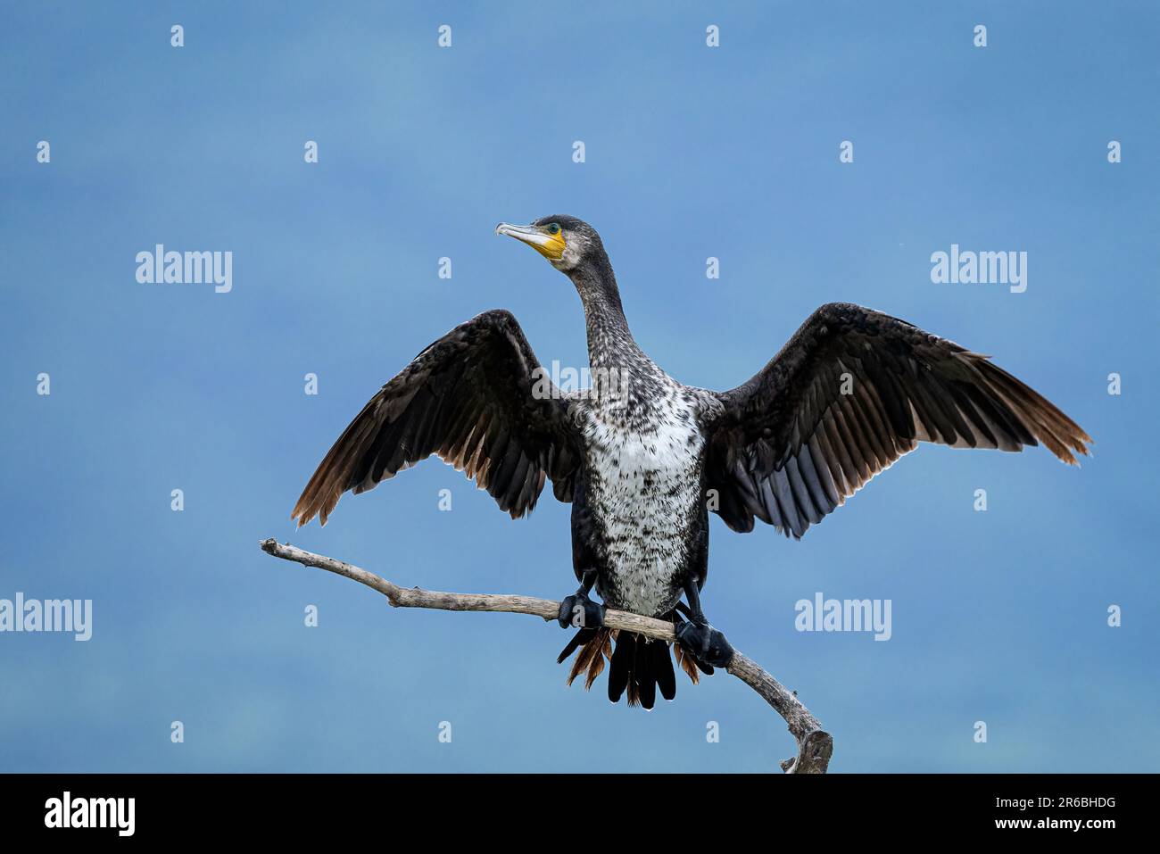 Cormorant colonies hi-res stock photography and images - Alamy