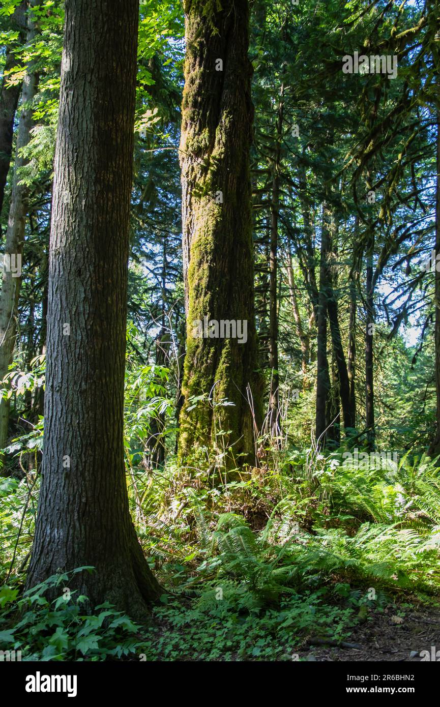 Forest at Bridal Veil Falls provincial park in Chilliwack, British ...