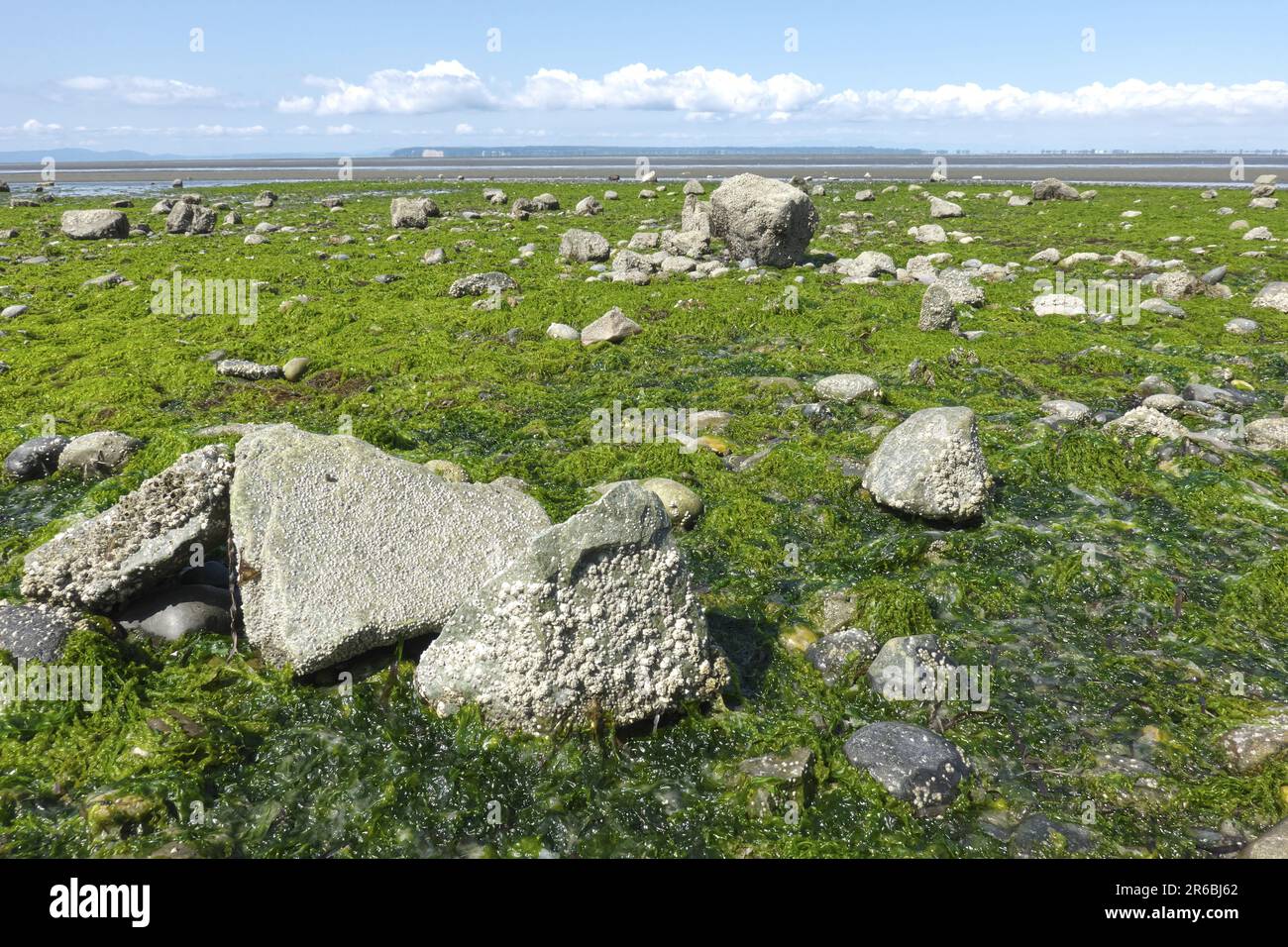 Crescent Beach, B. C., Canada - at low tide exposing barnacle covered ...