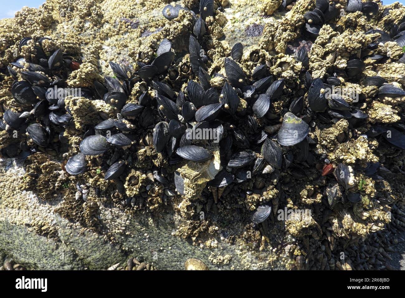 Mytilus exults hi-res stock photography and images - Alamy