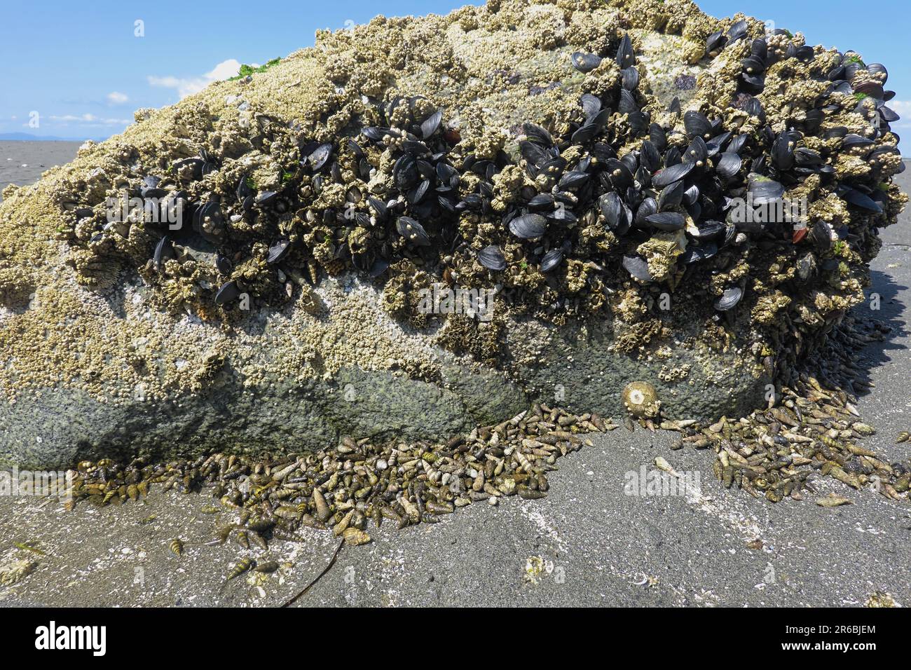 Blue mussels (Mytilus exults) on a barnacle-covered rock with Mudflat ...
