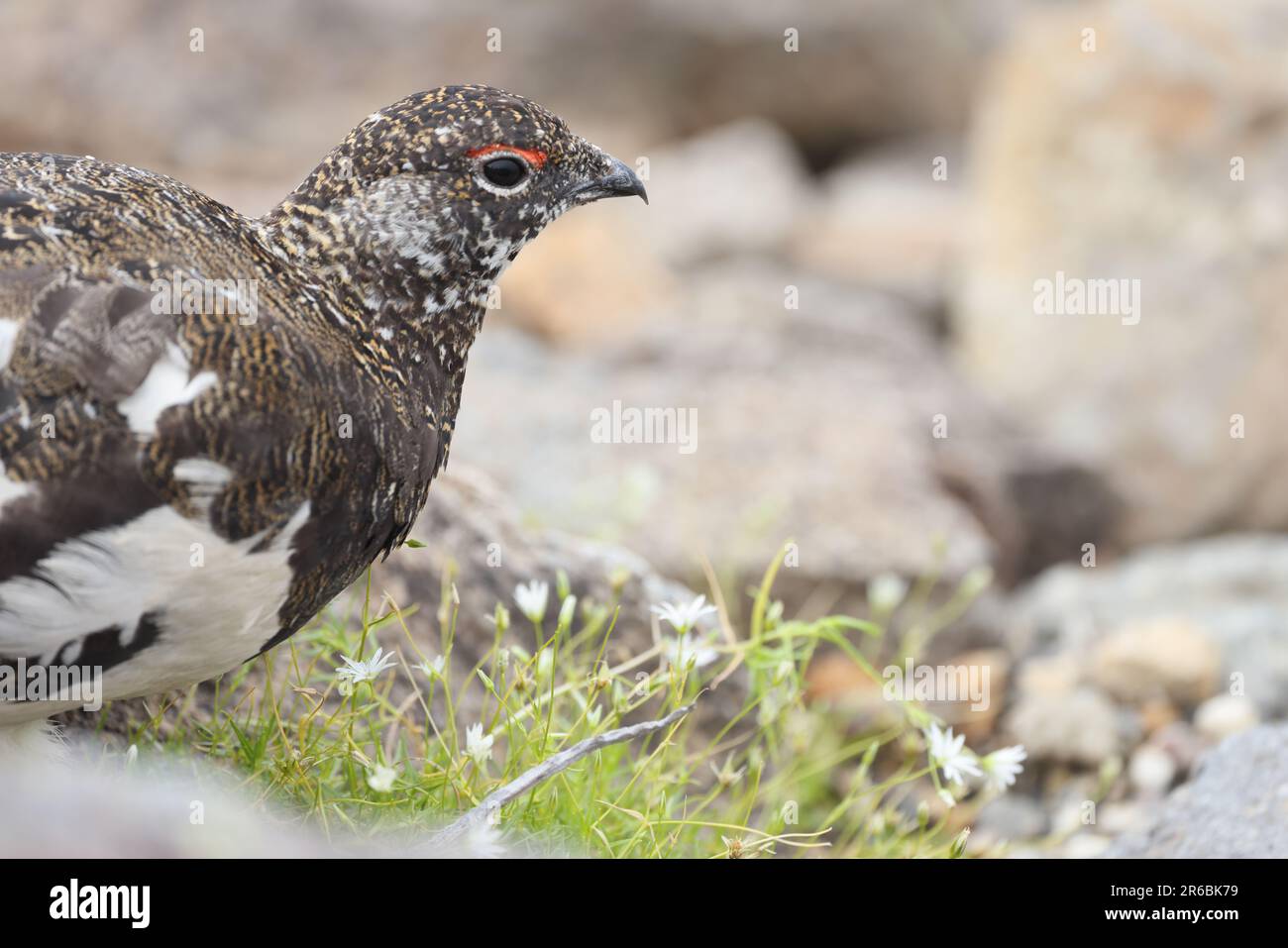 Rock ptarmigan (Lagopus muta japonica) in Japan Stock Photo - Alamy