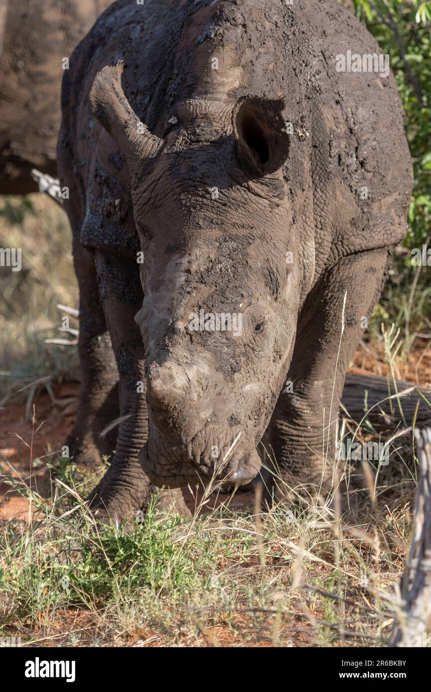 detail of Rhino cub muzzle in shrubland green wild countryside, shot in ...