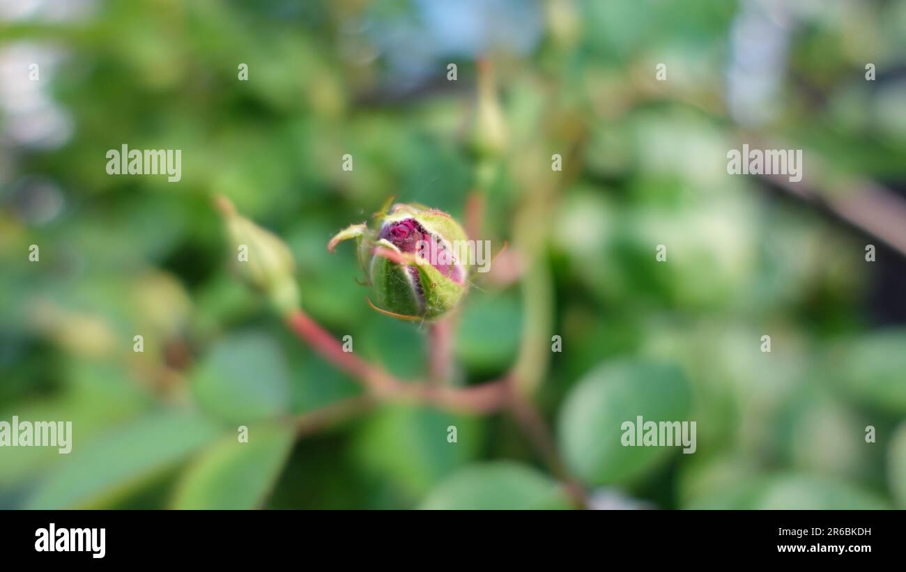 Rose bush bud about to open, close up Stock Photo - Alamy