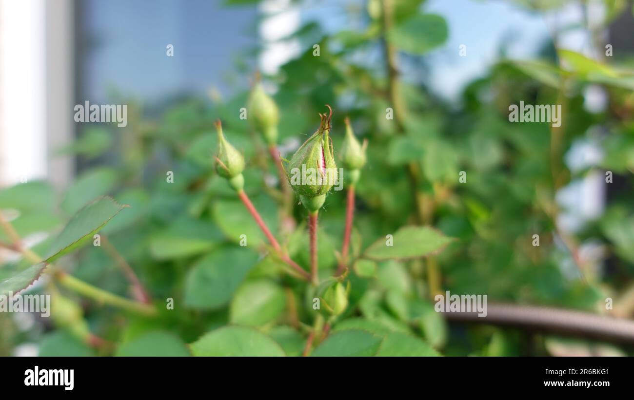 Collection of rose bush buds in soft lighting, close up Stock Photo - Alamy