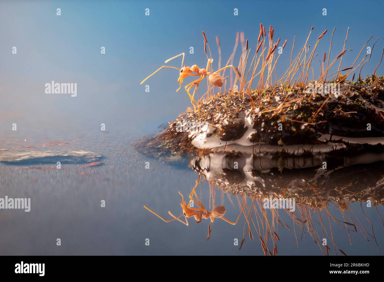 These ants stack their foot in triumph. West Java, Indonesia: THESE ...