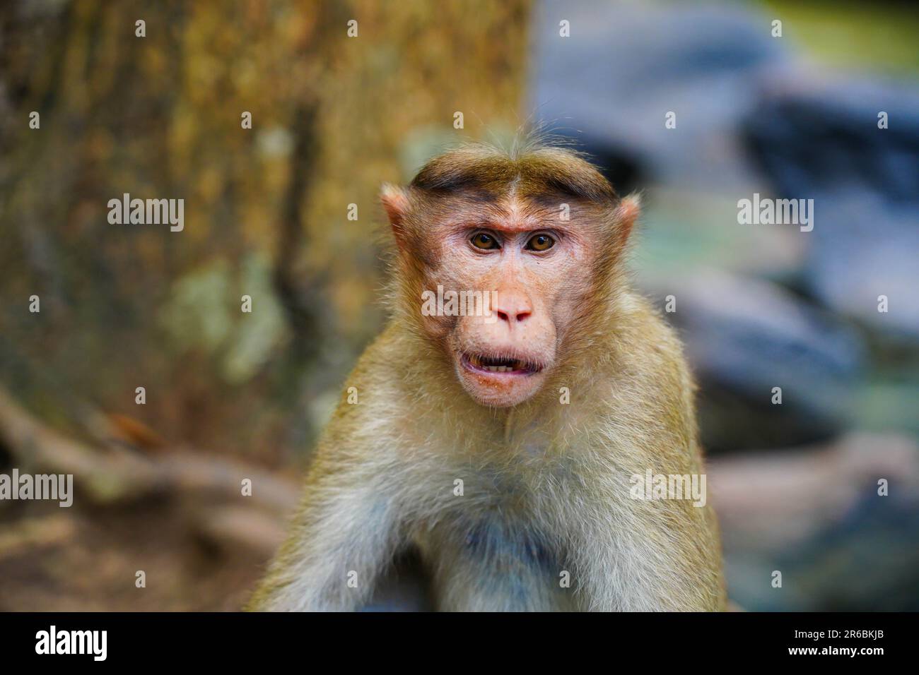 Face of an angry monkey in close up shot, wild life from Western Ghats ...