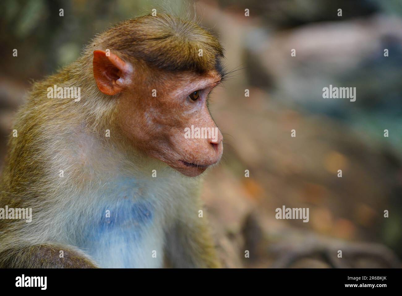 Face of an angry monkey in close up shot, wild life from Western Ghats ...