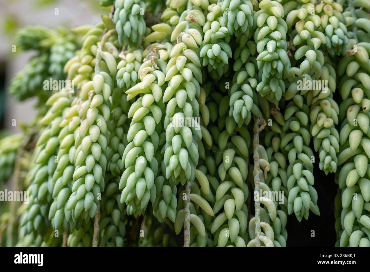 Burros Tail, a species of Stonecrops, also known as Doneys Tail is a ...