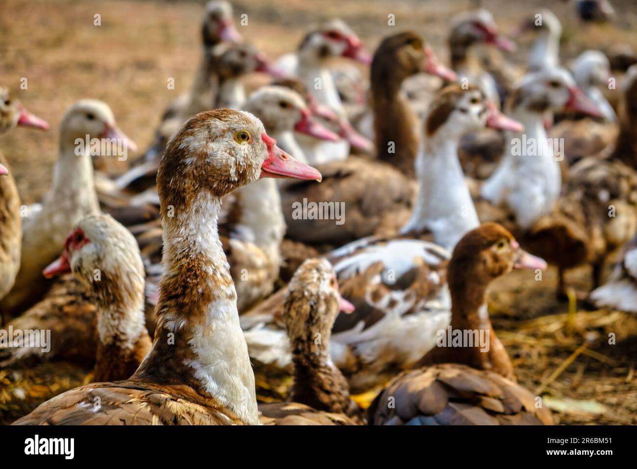 Animal farming ducks chickens hi-res stock photography and images - Alamy