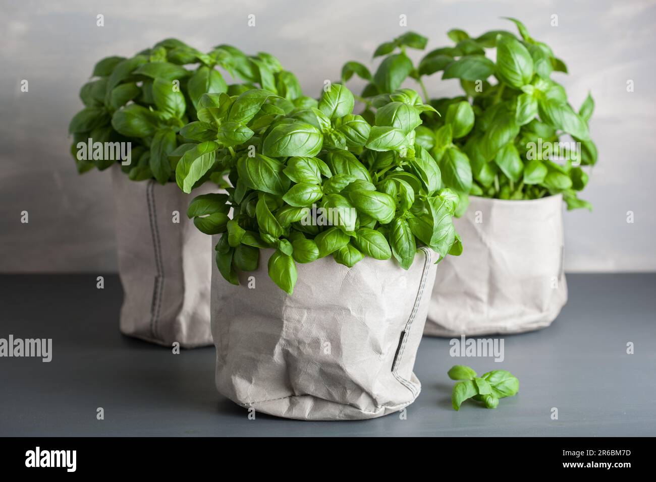 fresh basil herb in pot vegetable garden at home Stock Photo - Alamy