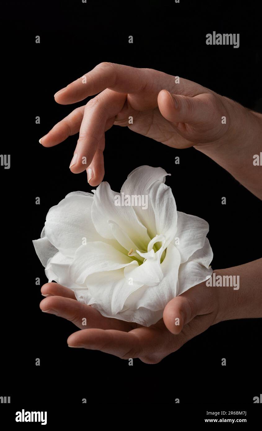 hands holding white fragile flower on black background, care love ...