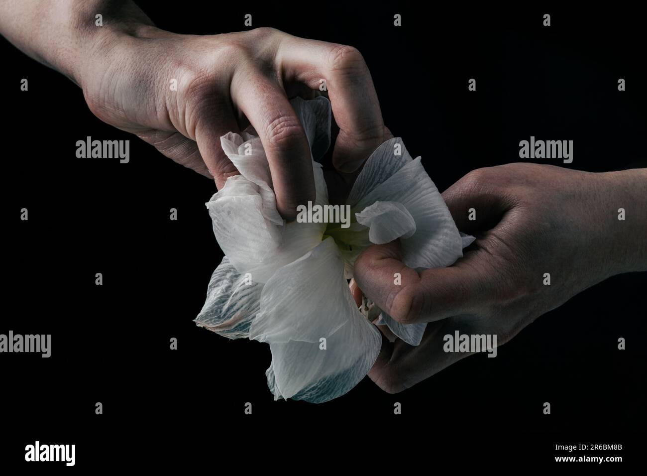 hands tearing white fragile flower, metaphor of violence abuse ...