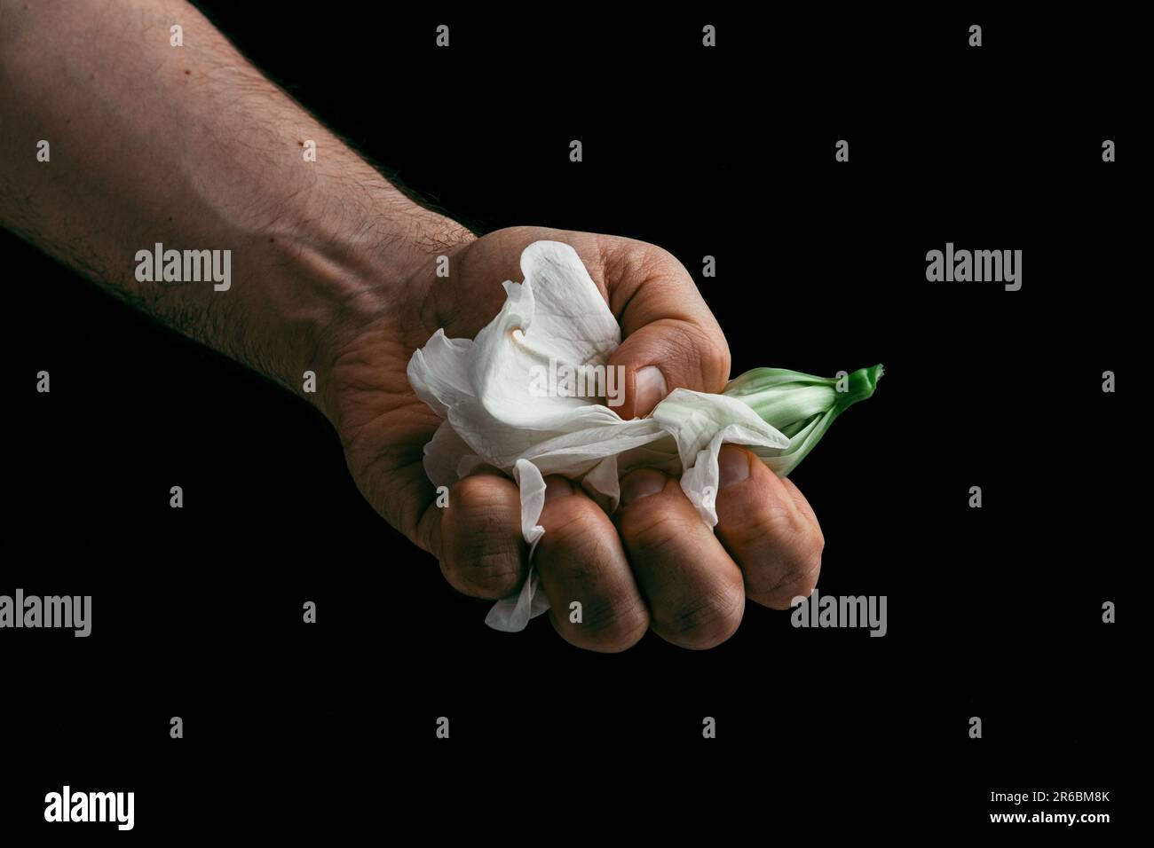 hand crumpling white fragile flower, metaphor of violence abuse ...