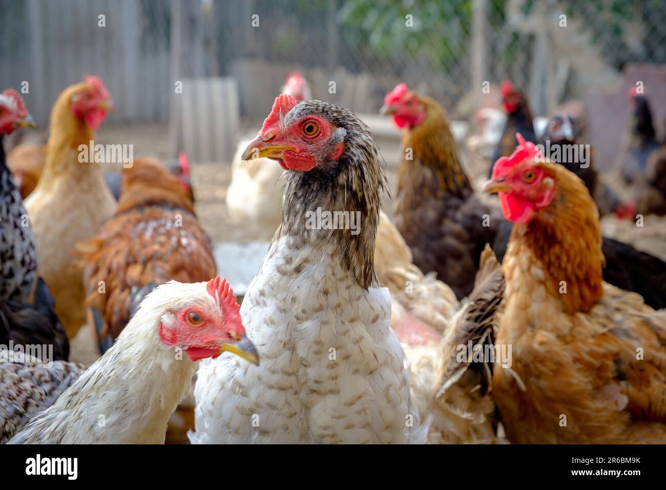 Beautiful free range eggs hi-res stock photography and images - Alamy