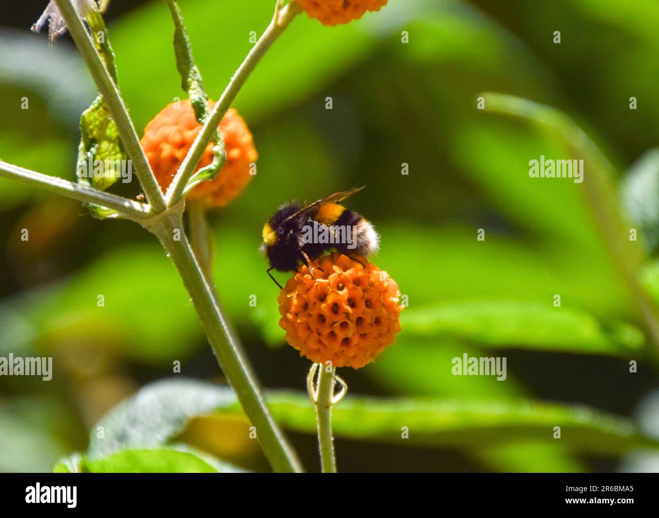 London, UK. 8th June 2023. A bumblebee pollinates an orange ball tree ...