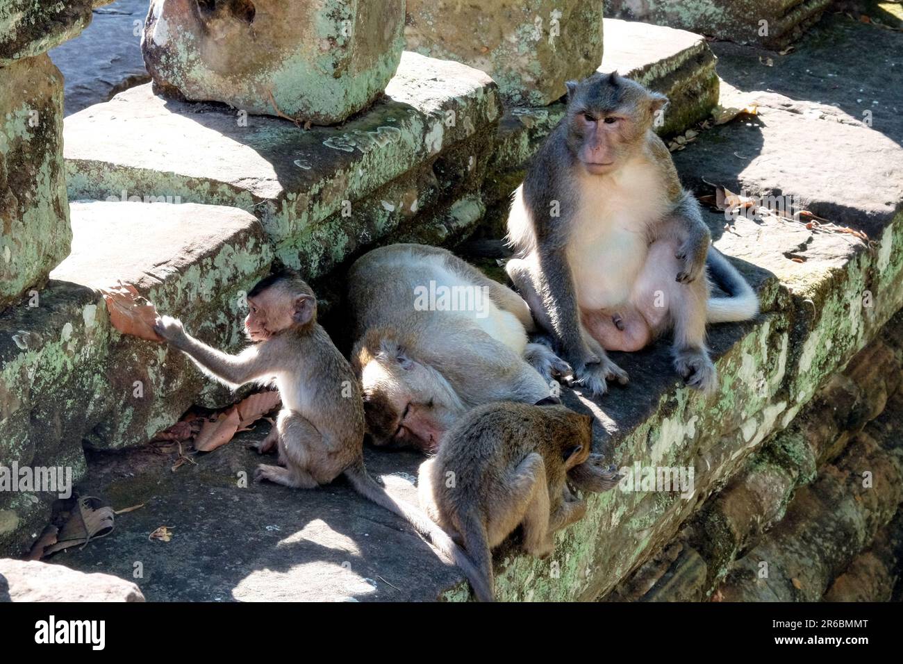 A family of adorable monkeys comfortably nestled among ancient stone ...