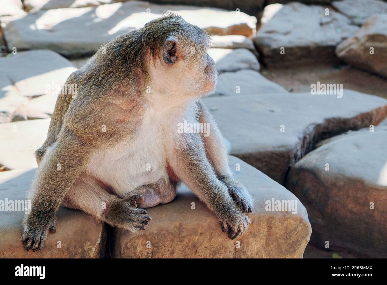 Monkey comfortably seated hi-res stock photography and images - Alamy