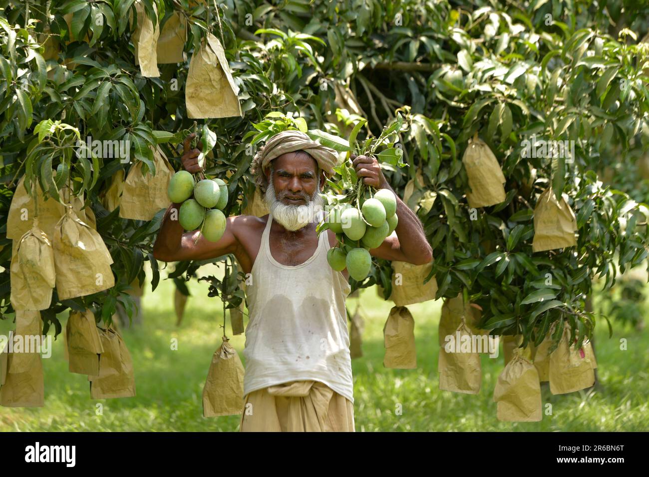 Chapainawabganj. 8th June, 2023. A farmer shows freshly harvested ...