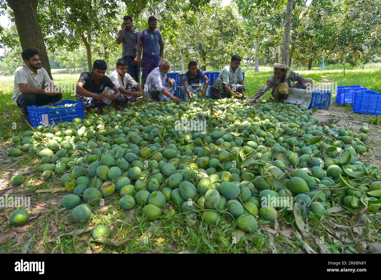 Chapainawabganj. 8th June, 2023. Farmers put freshly harvested mangoes into baskets in ...