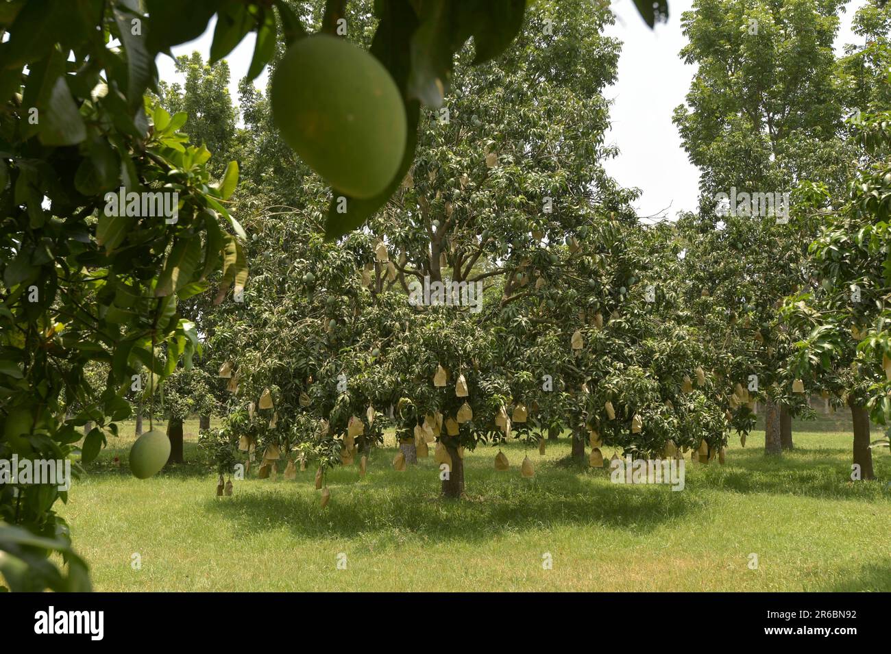 Chapainawabganj. 8th June, 2023. This photo taken on June 6, 2023 shows a mango orchard in ...