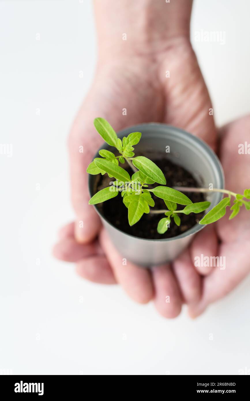 We grow tomato seedlings at home. A female hand holds a tomato sprout ...