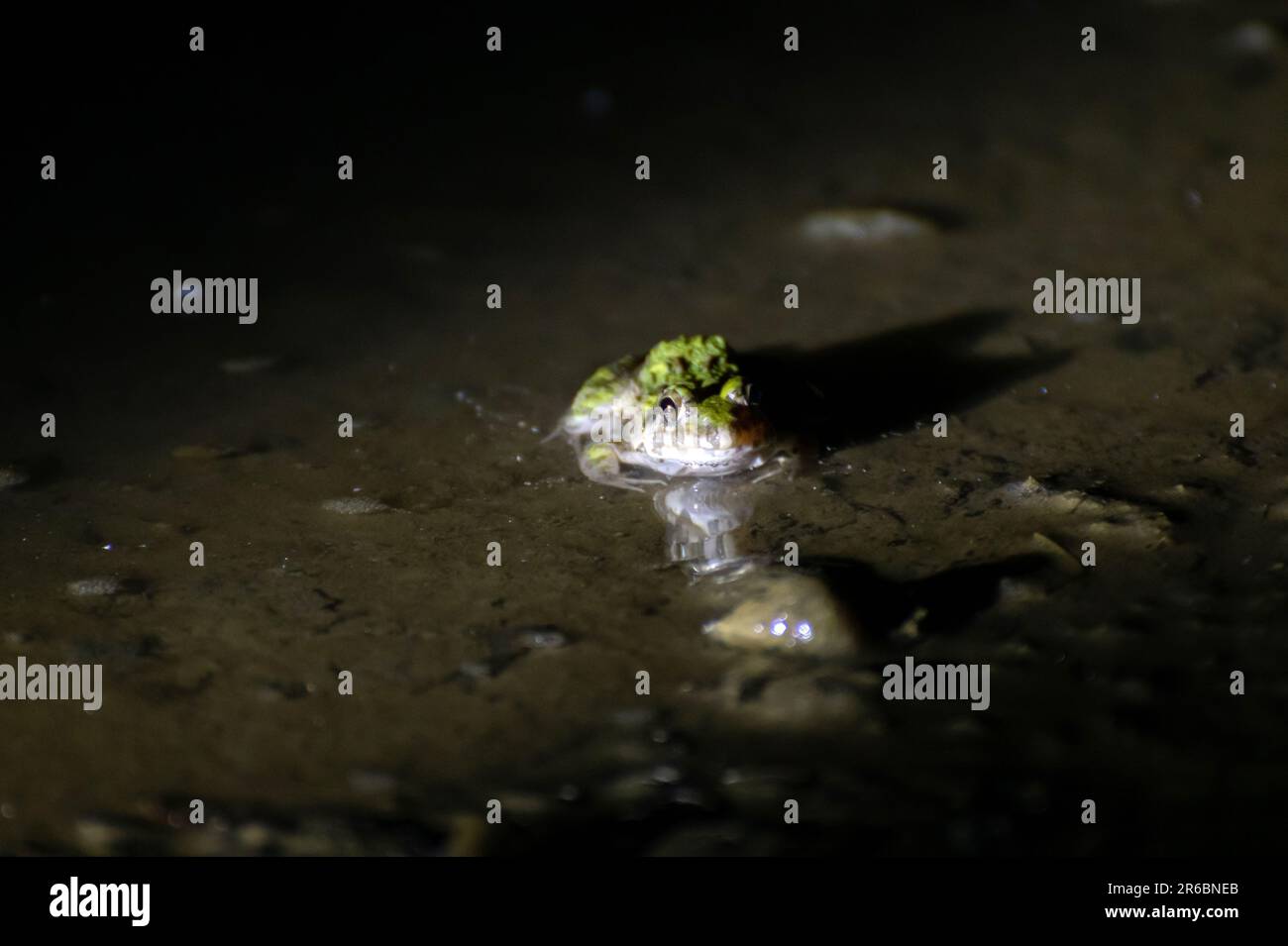 Close-up of yellow Indian frog is hunting in a pond at night Stock ...