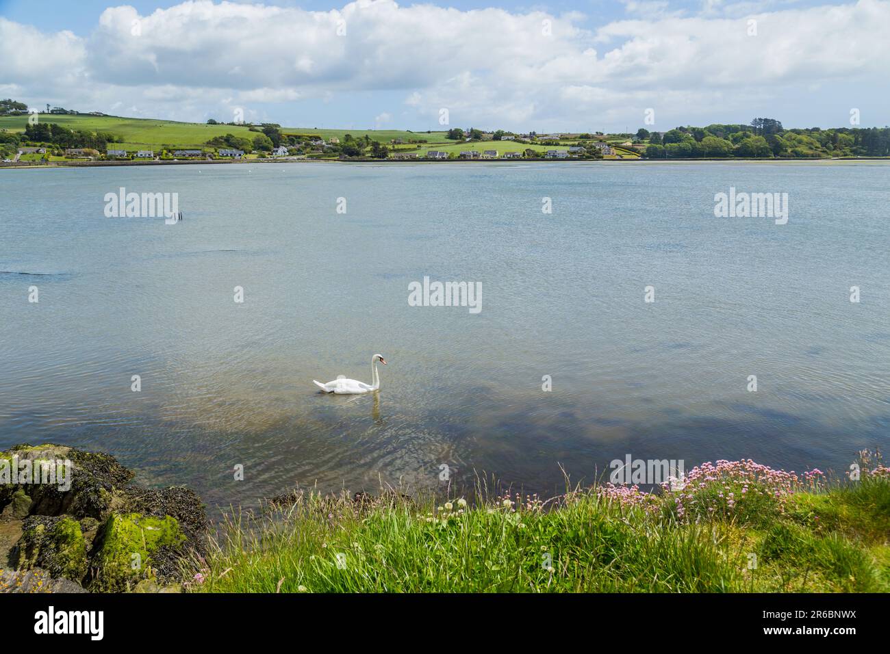 A large group of swans congregate in Rosscarbery, West Cork, Ireland ...