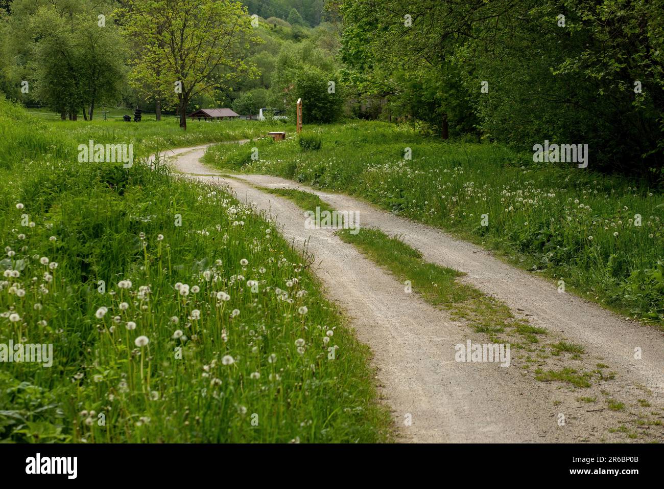 Pathway in green forest hi-res stock photography and images - Alamy