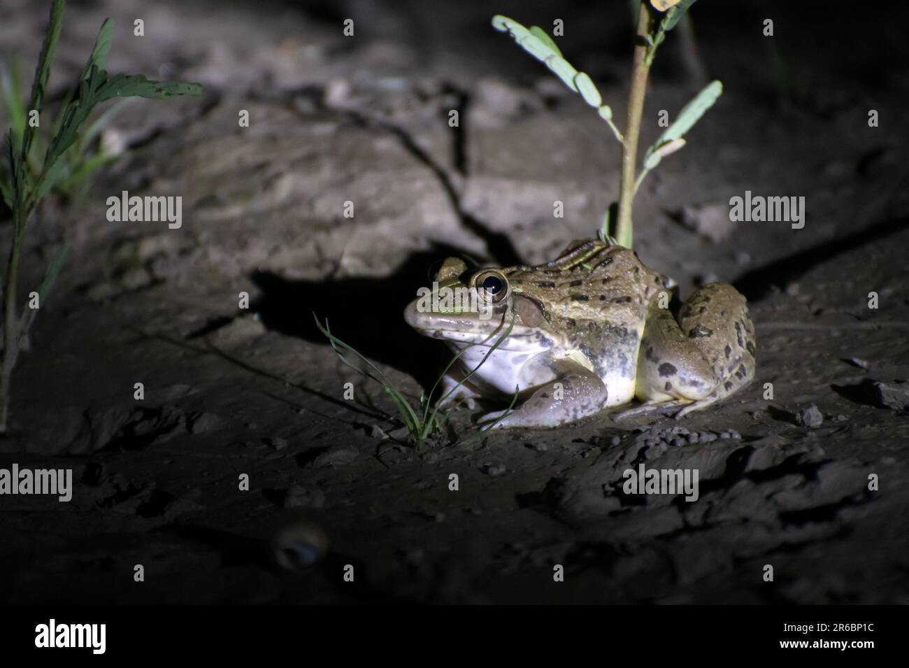 Close-up of yellow Indian frog is hunting in a pond at night Stock ...