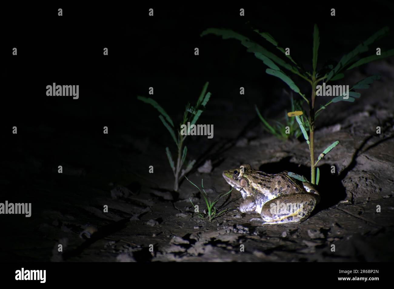 Indian green frog hi-res stock photography and images - Alamy