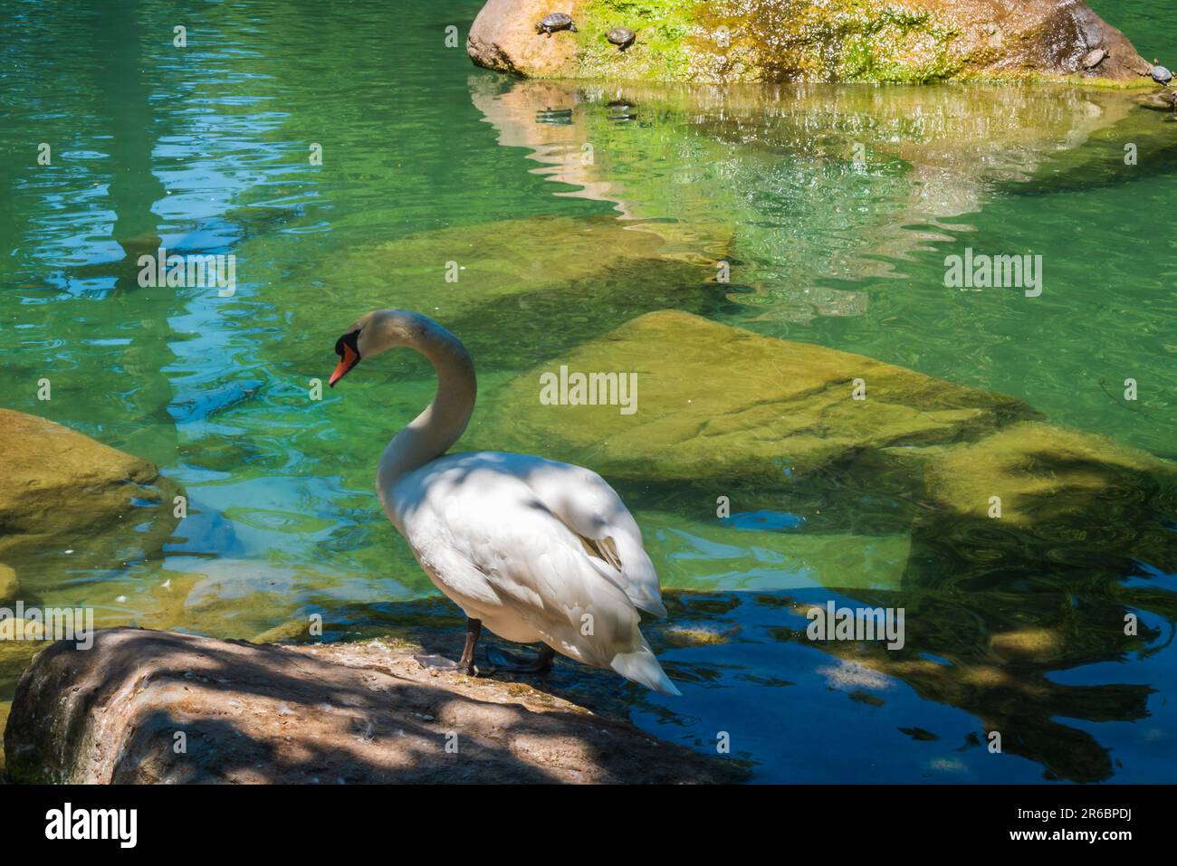 A lonely white swan by a bright azure lake Stock Photo - Alamy