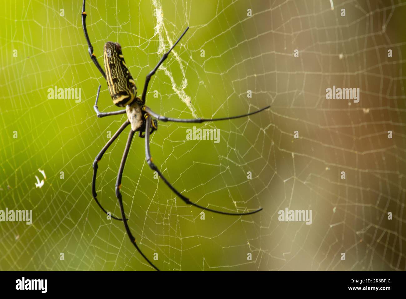 A large spider suspended in its web in the air, isolated against a ...