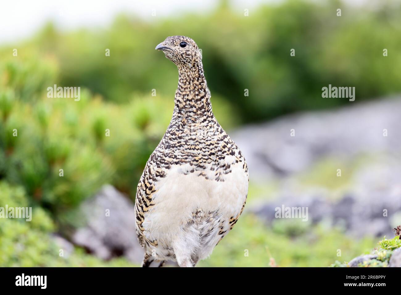 Rock ptarmigan (Lagopus muta japonica) in Japan Stock Photo - Alamy