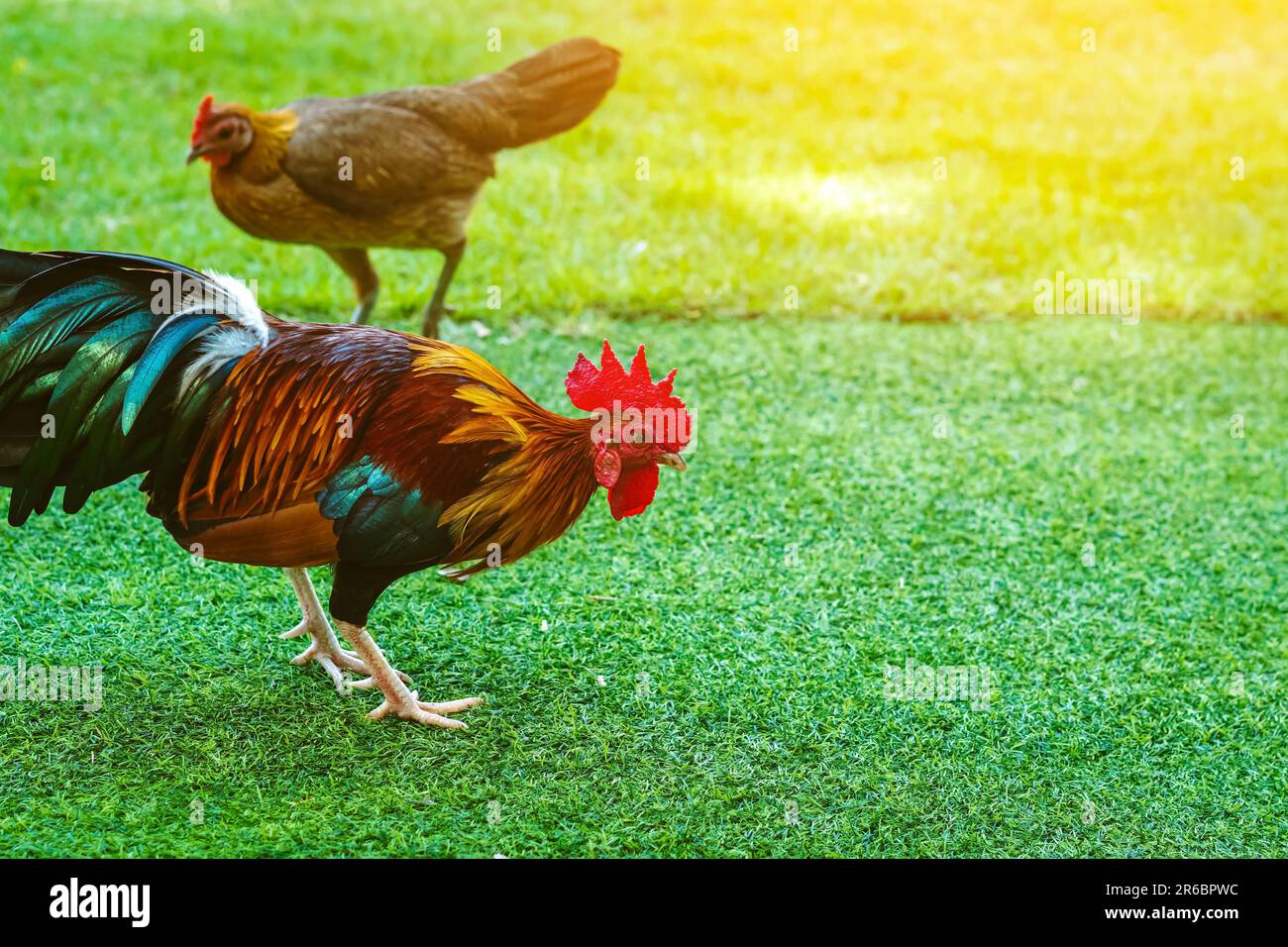 Beautiful domestic red rooster standing and grazing on the artificial ...